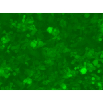 HCC827-LUC-RFP-PURO 细胞 XY90131LR - 信裕生物官方网站 - 信裕生物-试剂盒,ELISA试剂盒, 检测试剂盒,抗体,细胞系,原代细胞,ATCC细胞,重组蛋白 ...