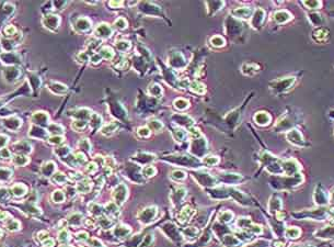 BV2小鼠小胶质细胞 XY-M042 - 上海信裕生物 - 信裕生物-试剂盒,ELISA试剂盒, 检测试剂盒,抗体,细胞系,原代细胞,ATCC细胞,重组蛋白,抗体,细胞因子,胎牛血清 实验耗材