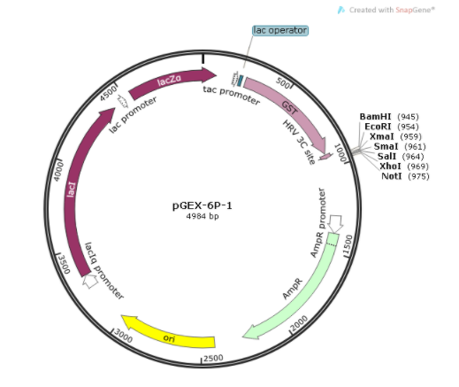 pGEX-6P-1 载体 XY91739VT - 上海信裕生物 - 信裕生物-试剂盒,ELISA试剂盒, 检测试剂盒,抗体,细胞系,原代细胞,ATCC细胞,重组蛋白,抗体,细胞因子,胎牛血清 实验耗材
